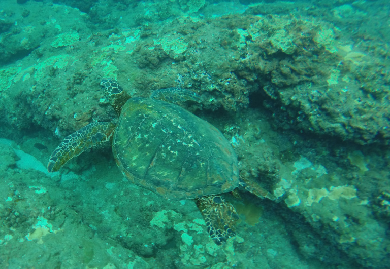 Honu Green Sea Turtle Facts & What To Do If You See One In Kauai