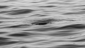 Honu Green Sea Turtle Facts & What To Do If You See One In Kauai